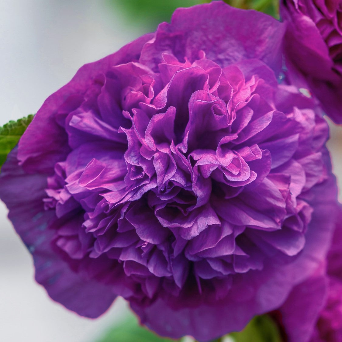 Alcea – Grădina Miraluxe