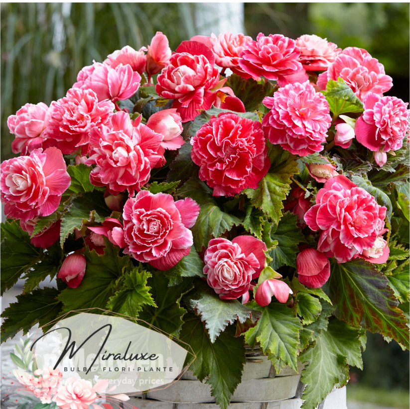 Begonia Double Baby Wing – Grădina Miraluxe