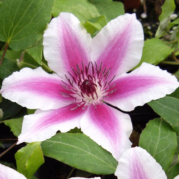 Clematis Bicolor – Grădina Miraluxe