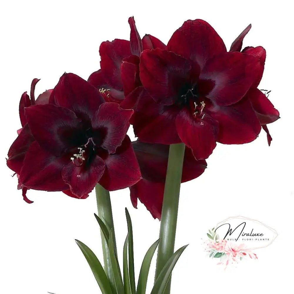 Amaryllis Andes Fever – Grădina Miraluxe